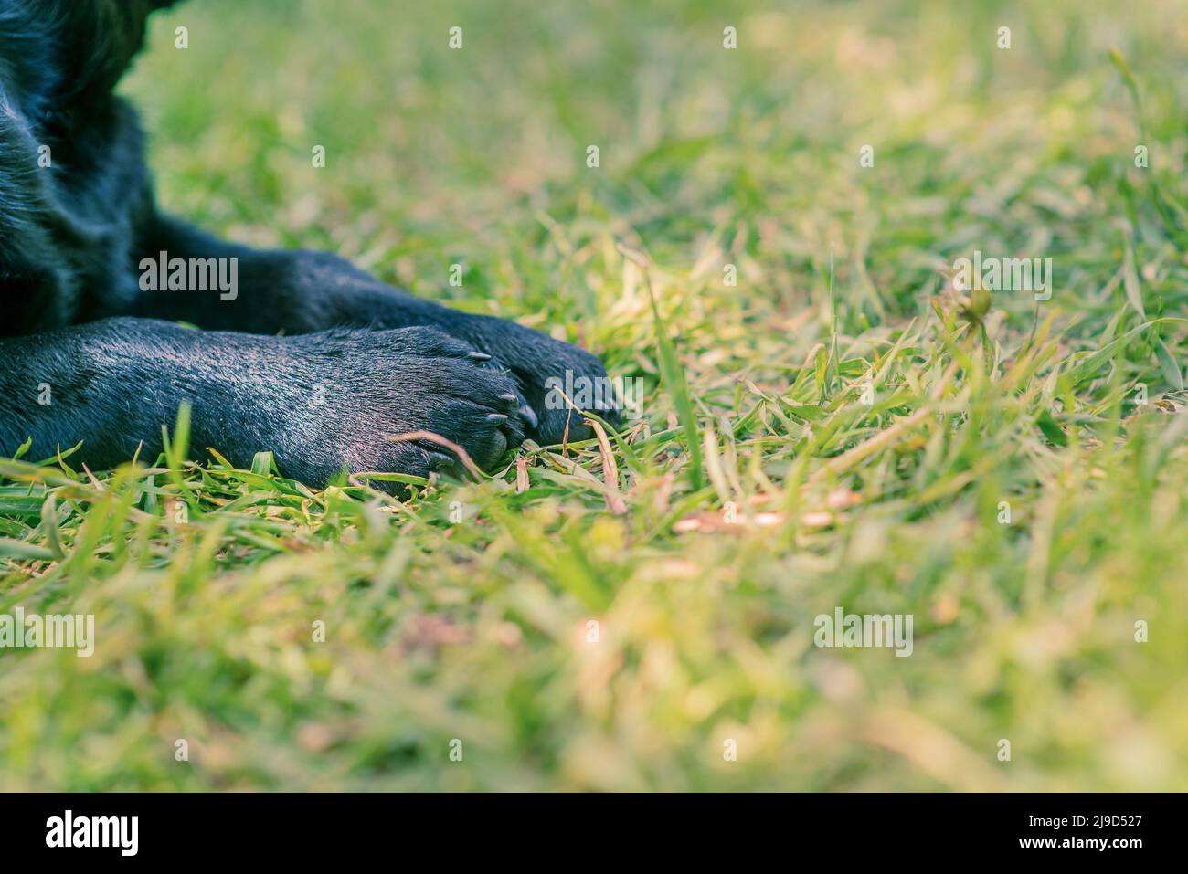 Dog paws black hi-res stock photography and images - Alamy
