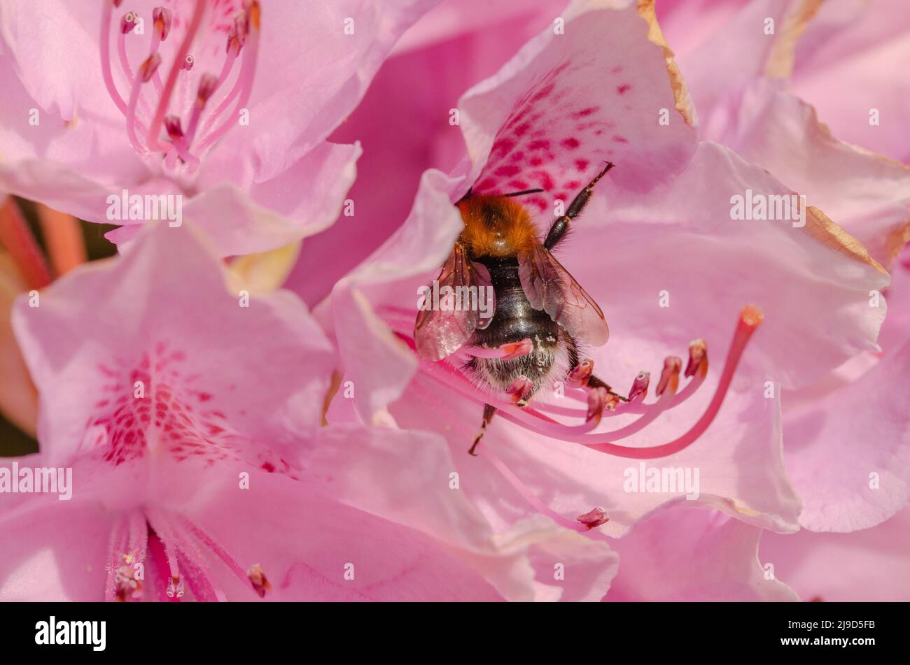 Pin peony flower hi-res stock photography and images - Alamy