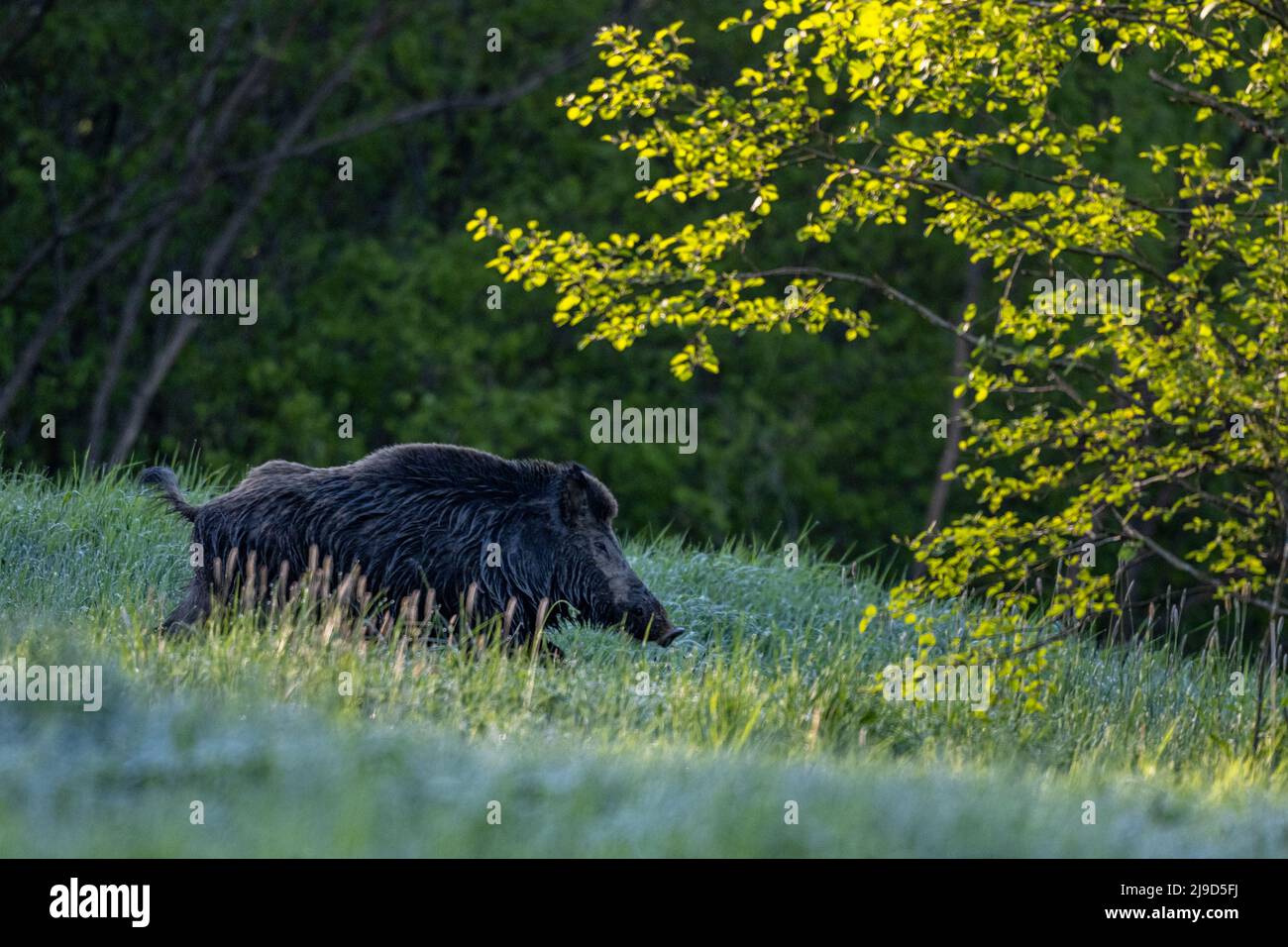 Wild boar walking in green hi-res stock photography and images - Alamy