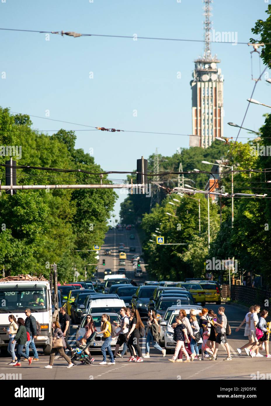 People crossing busy street at traffic lights during rush hour in ...