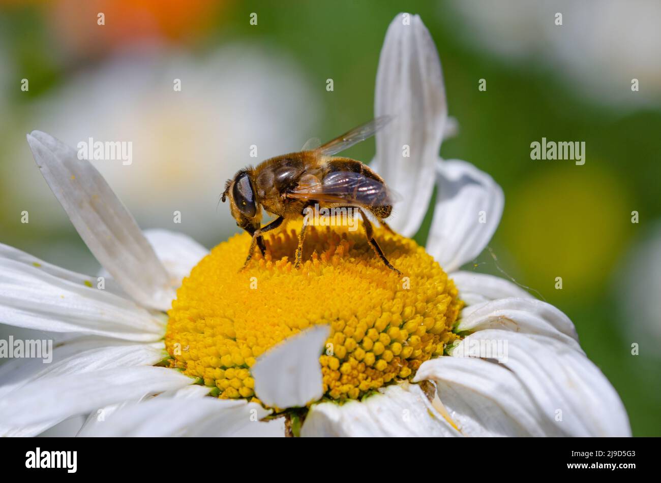 A bee on a daisy flower Stock Photo - Alamy