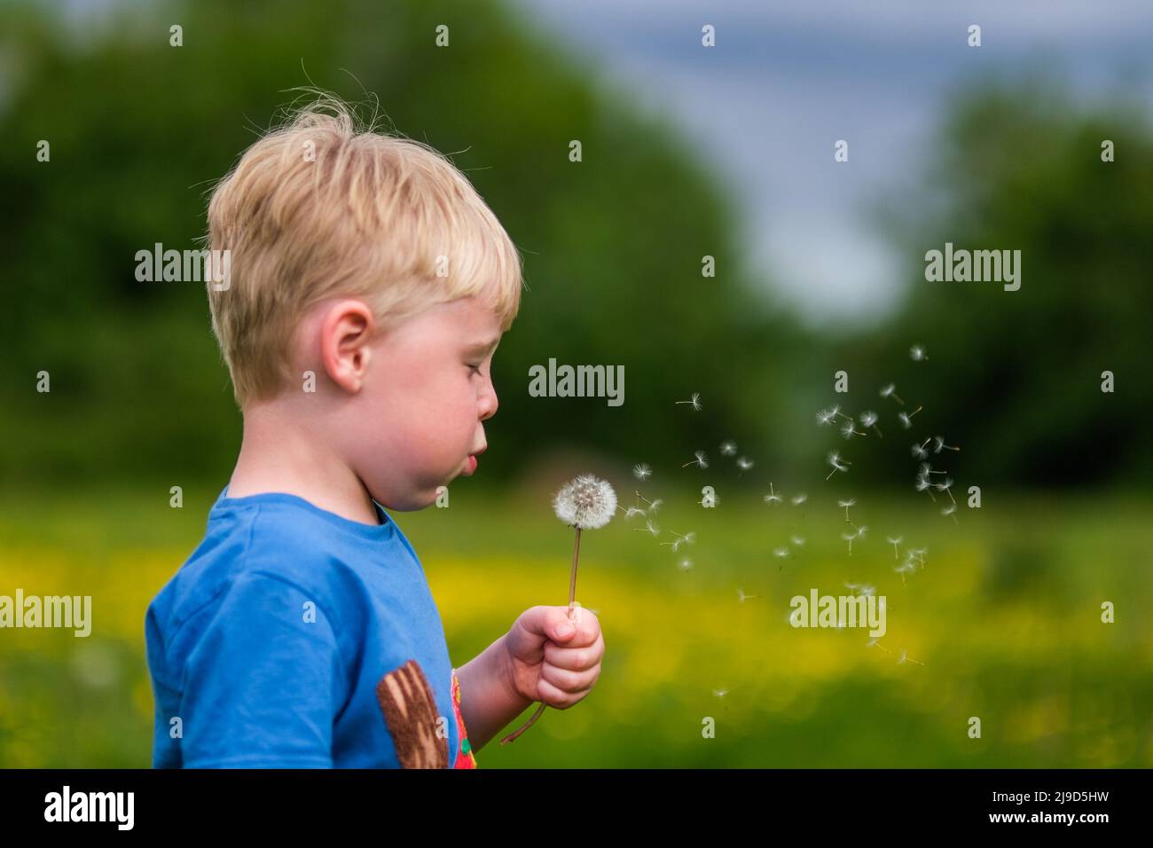 Young boy blowing the seeds off a dandelion head Stock Photo - Alamy