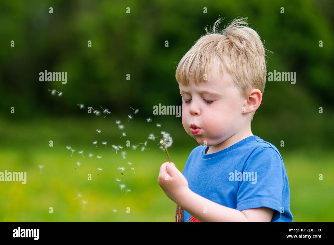 Young boy blowing the seeds off a dandelion head Stock Photo - Alamy