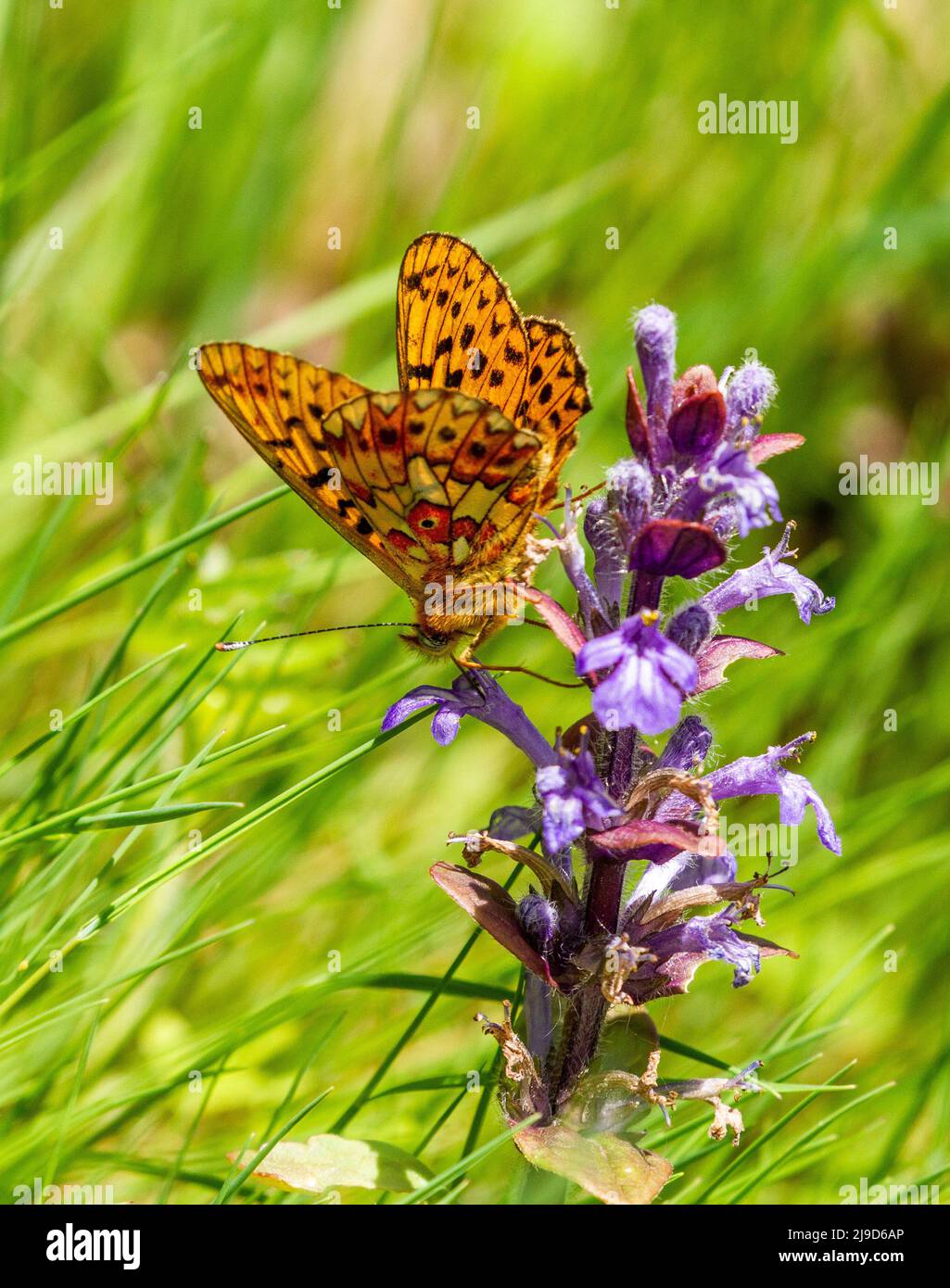 Pearl-bordered Fritillary Boloria euphrosyne butterfly in the Wyre ...
