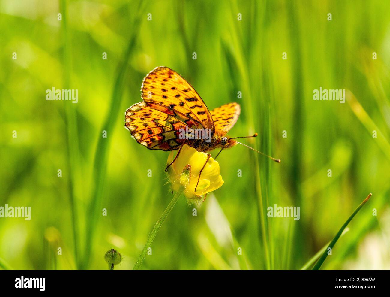 Pearl-bordered Fritillary Boloria euphrosyne butterfly in the Wyre ...