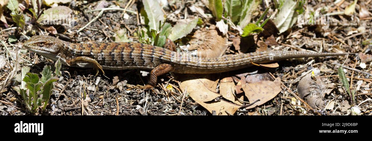 Adult California Alligator Lizard with Regenerated Tail. Santa Clara ...