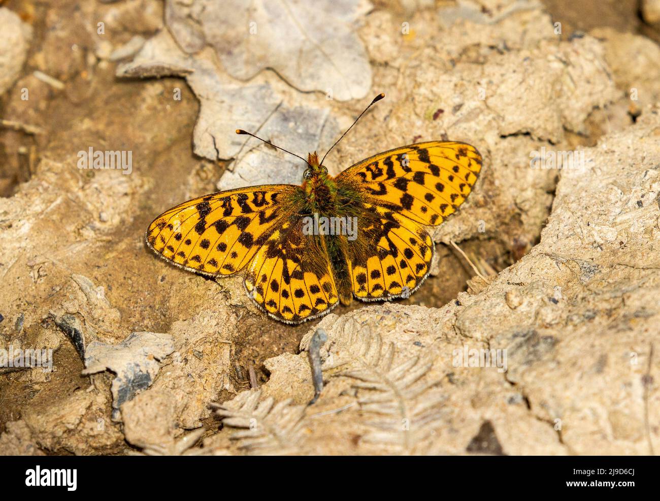 Pearl-bordered Fritillary Boloria euphrosyne butterfly in the Wyre ...