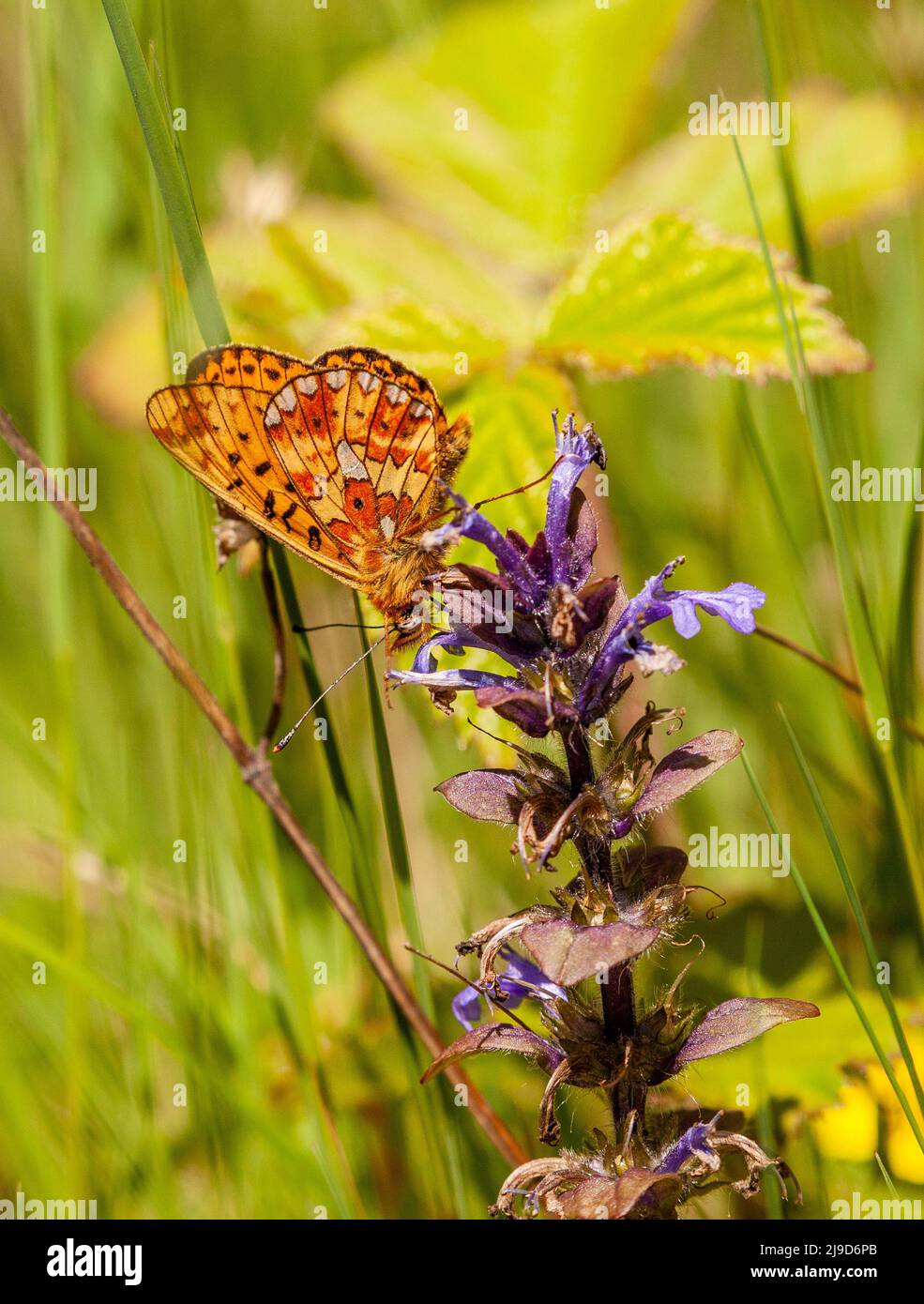 Pearl-bordered Fritillary Boloria euphrosyne butterfly in the Wyre ...