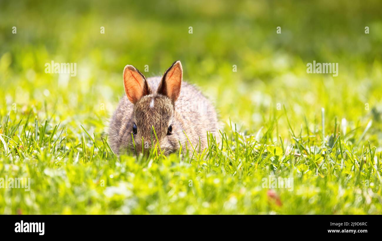 Wild Baby Rabbit sitting and eating on green grass Stock Photo - Alamy