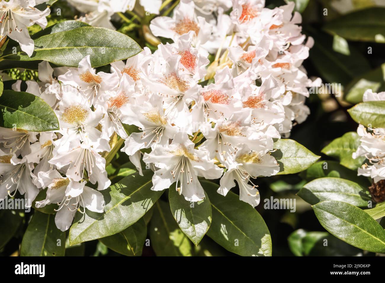 Azalea wallpaper hi-res stock photography and images - Alamy