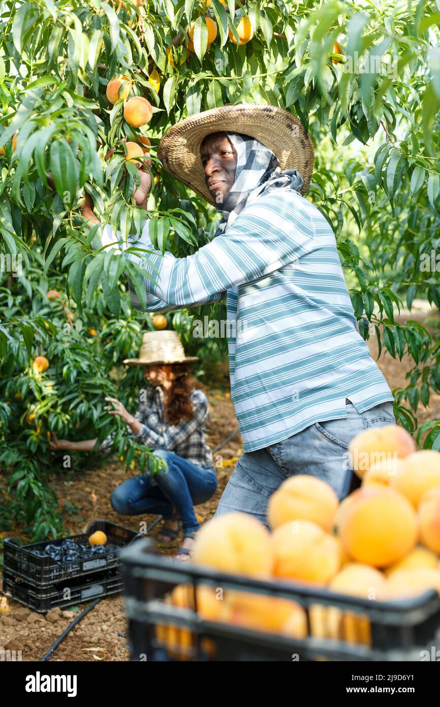 Smiling African-American farmer harvesting ripe peaches in fruit garden ...