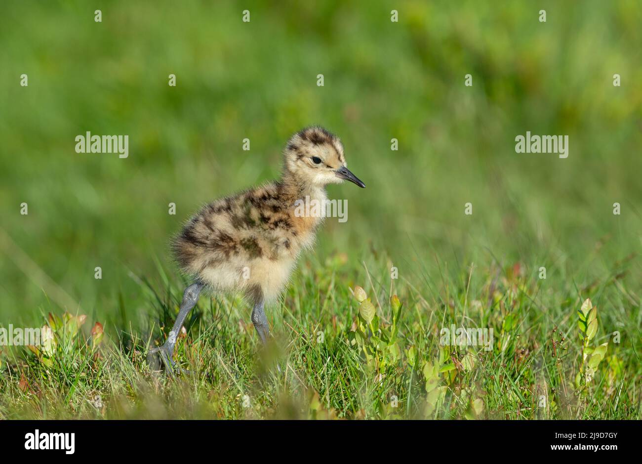 Curlew chick, scientific name: numenius arquata. Very young curlew ...