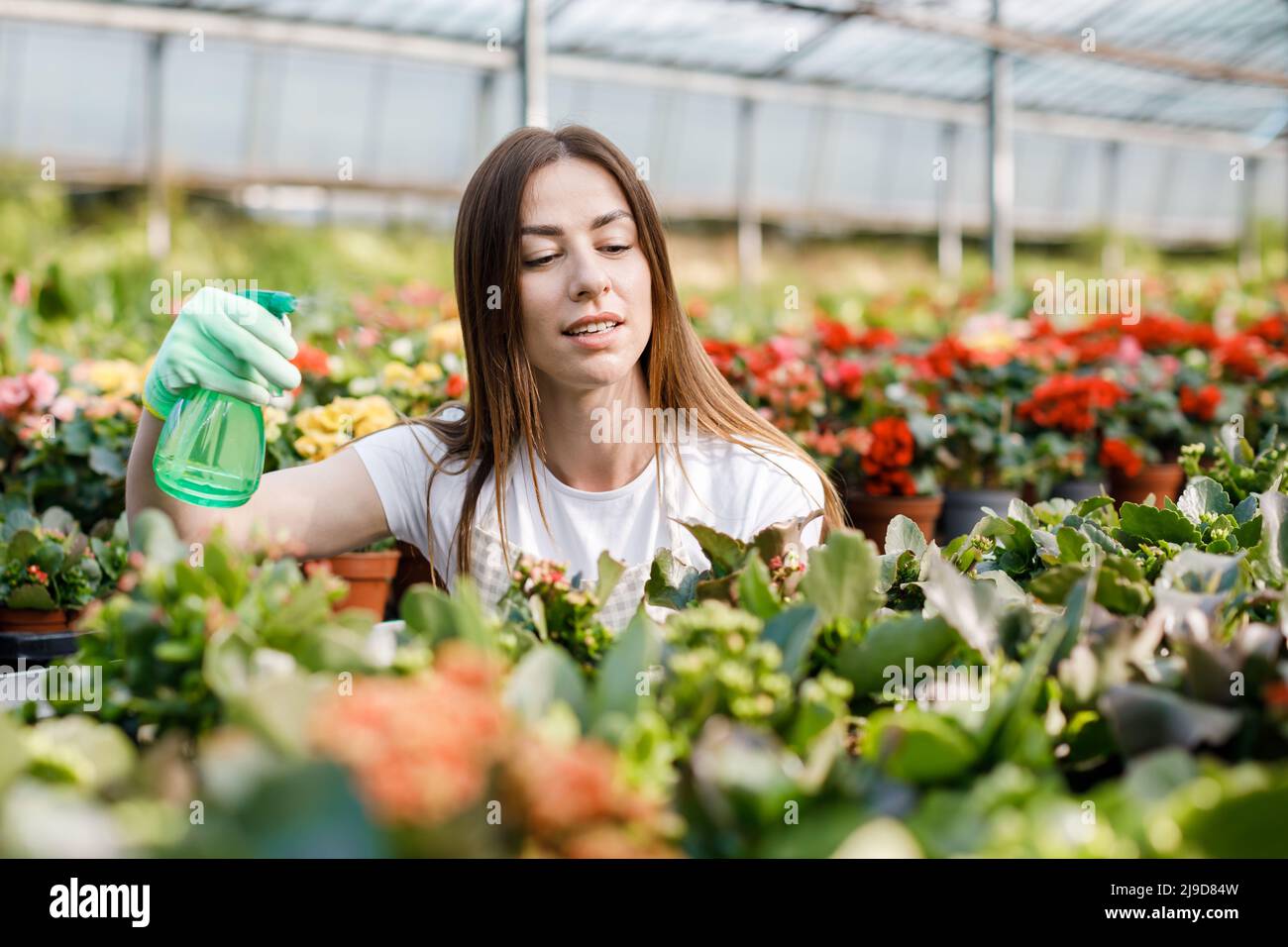 Young woman florist spraying water on houseplants in flower pots by ...