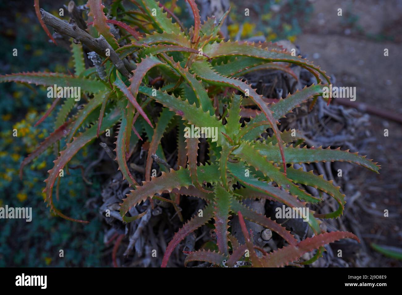 candelabra plant in Spain Stock Photo - Alamy