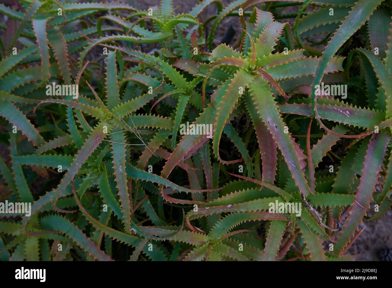 Candelabra plant hi-res stock photography and images - Alamy