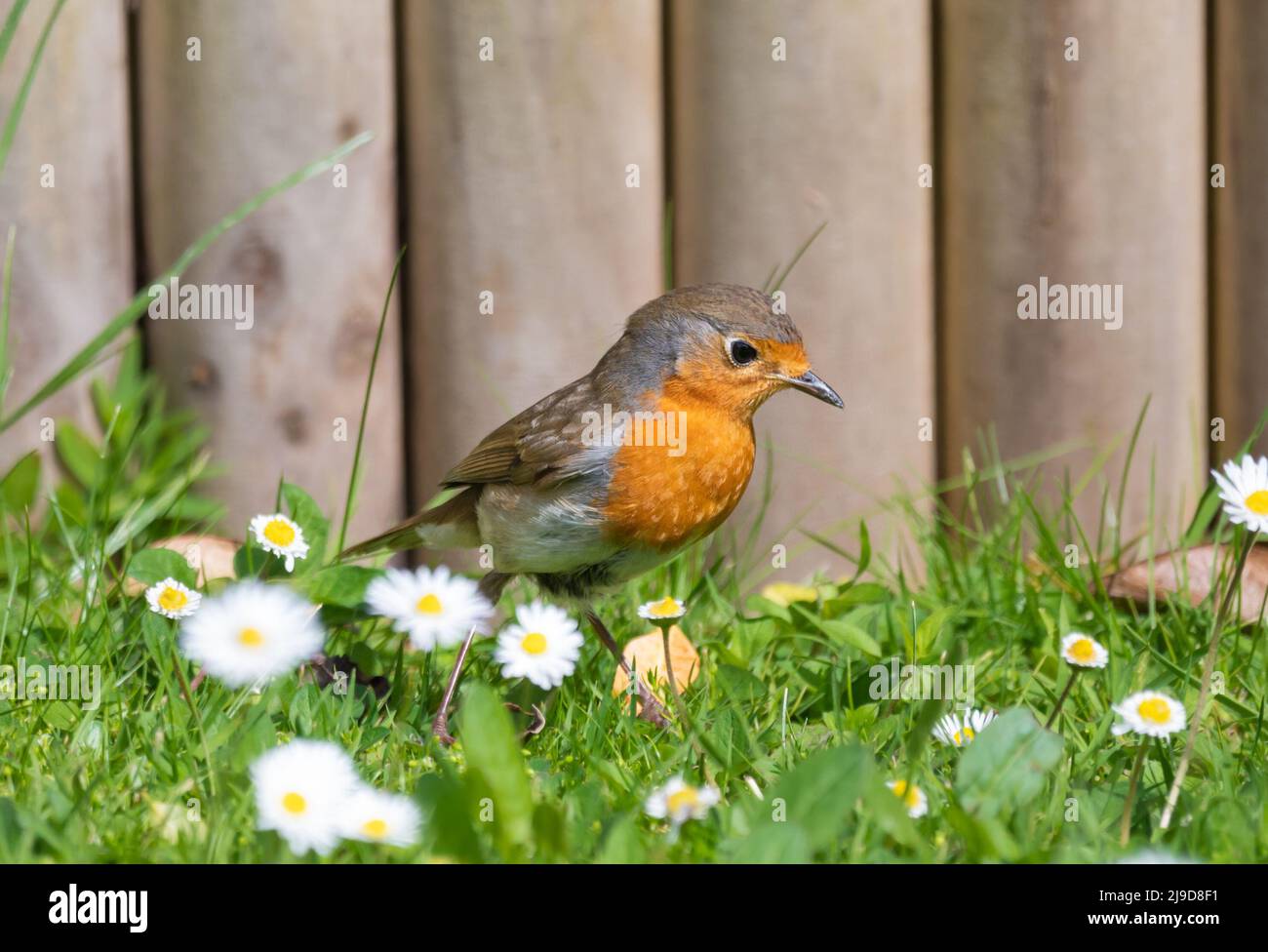 Robin redbreast hi-res stock photography and images - Alamy