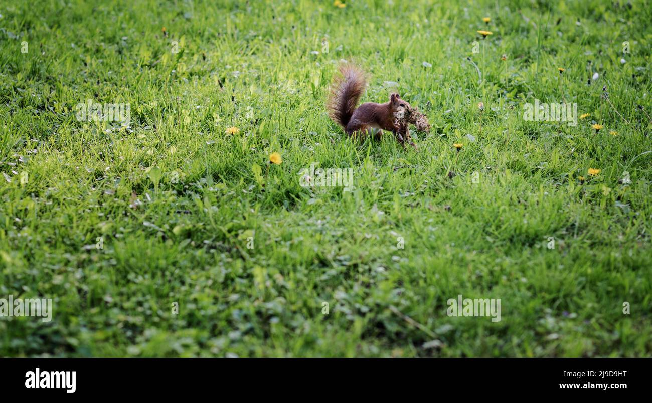 fluffy squirrel eating in grass. mammalian rodents. wildlife Stock ...