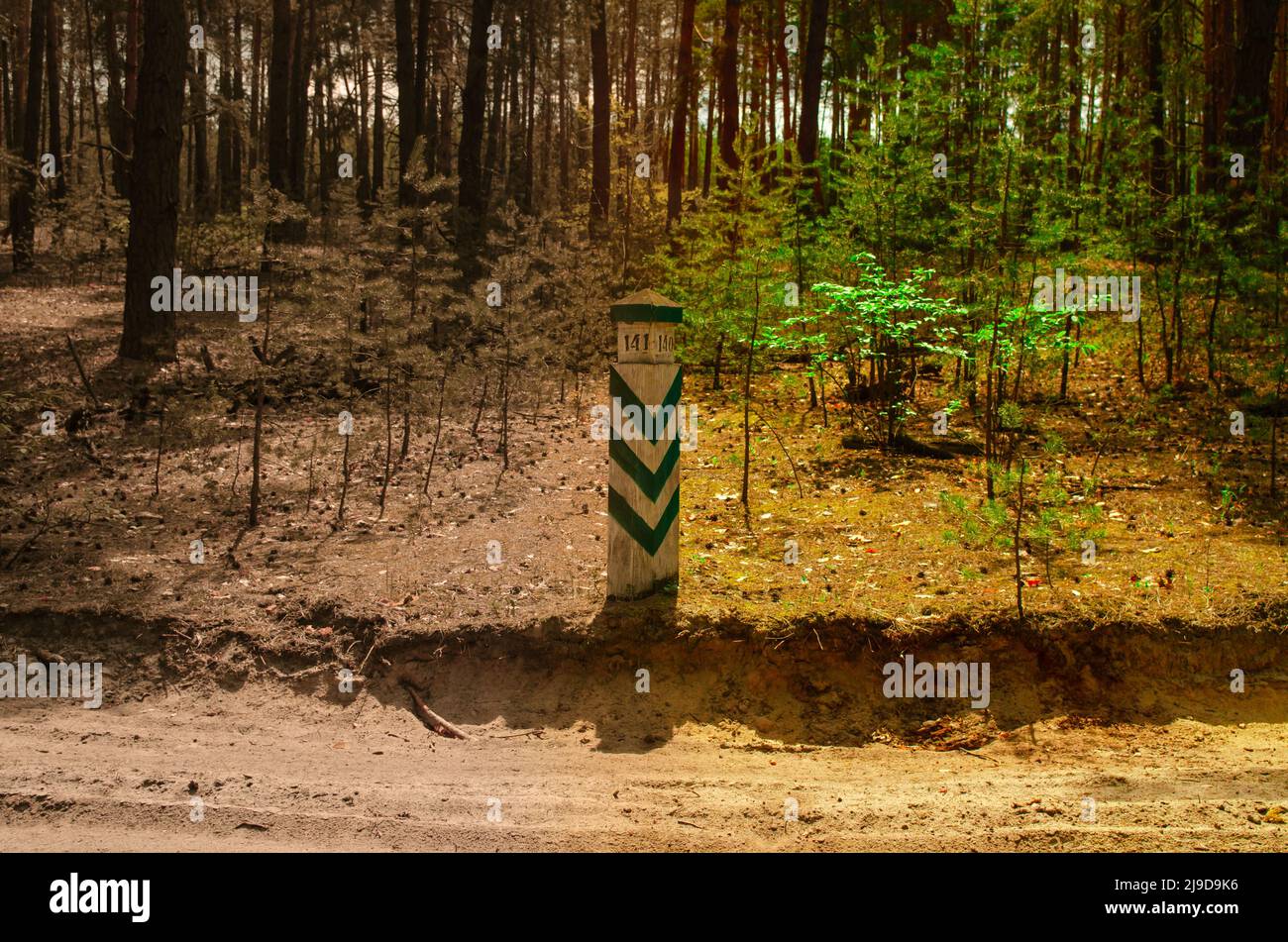 Border of a dead forest and a living flowering forest. Border in the ...