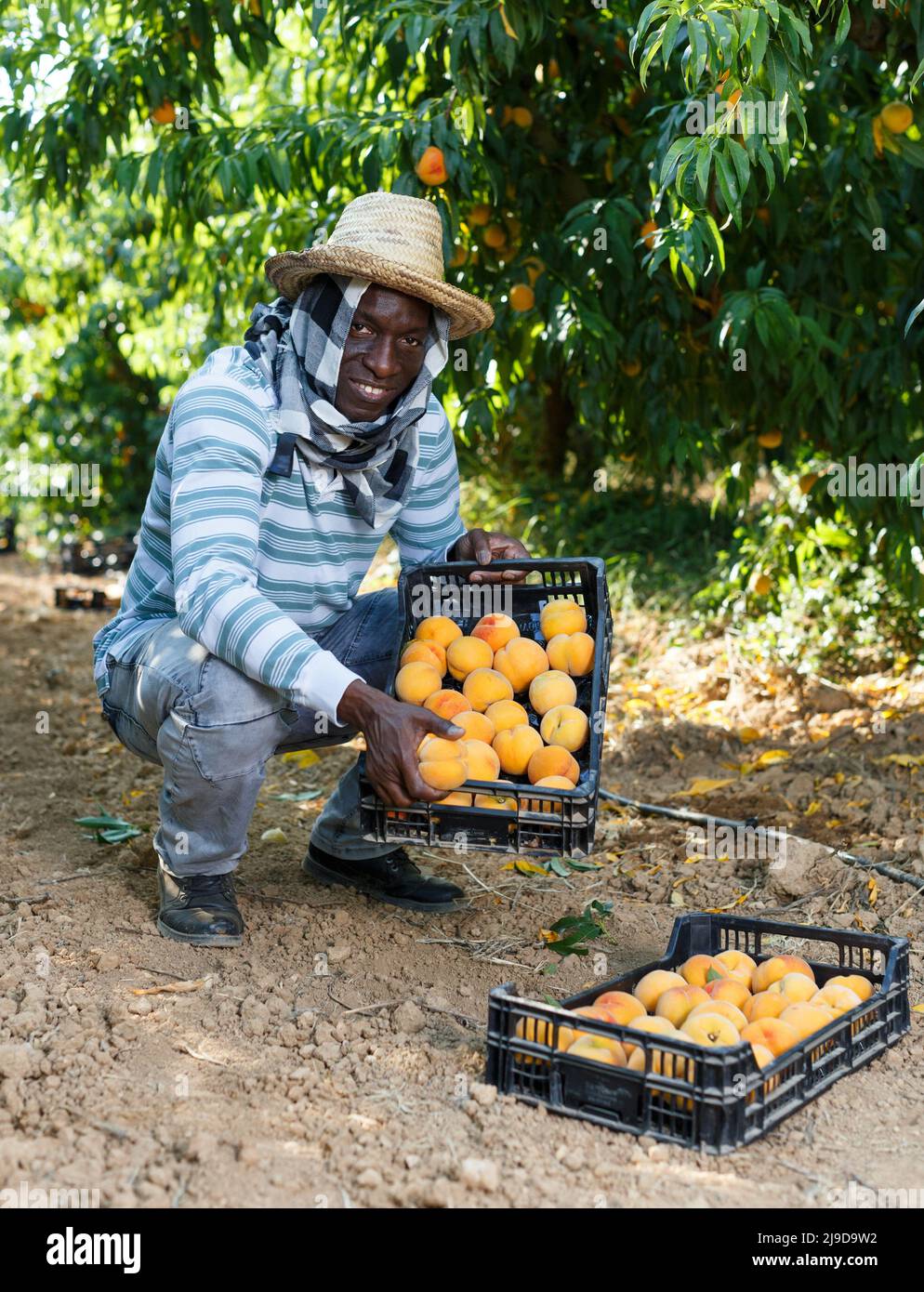 African-American man gardening in his orchard, holding freshly ...