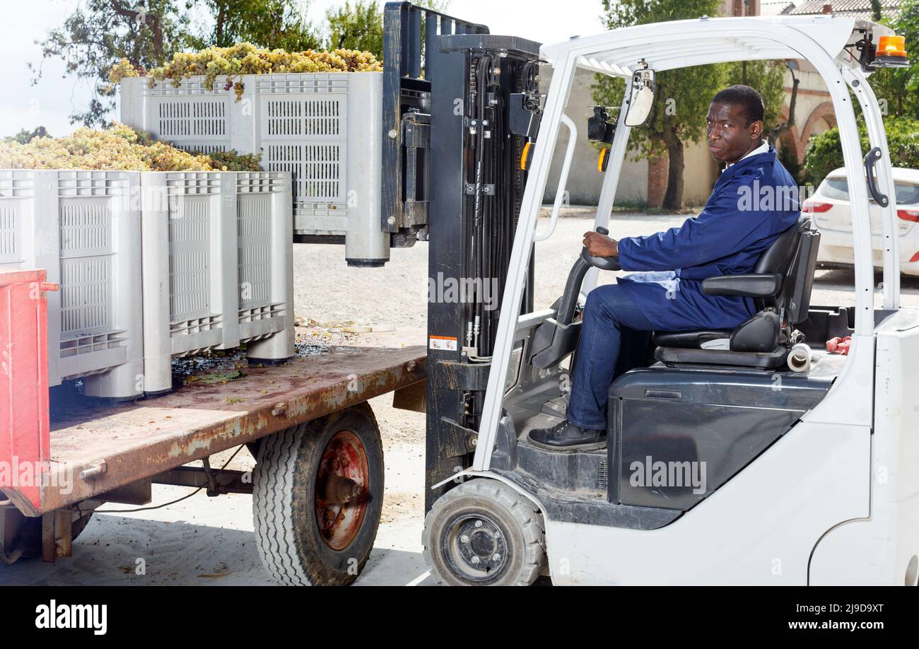 African American man driver using forklift for unload boxes with grapes ...