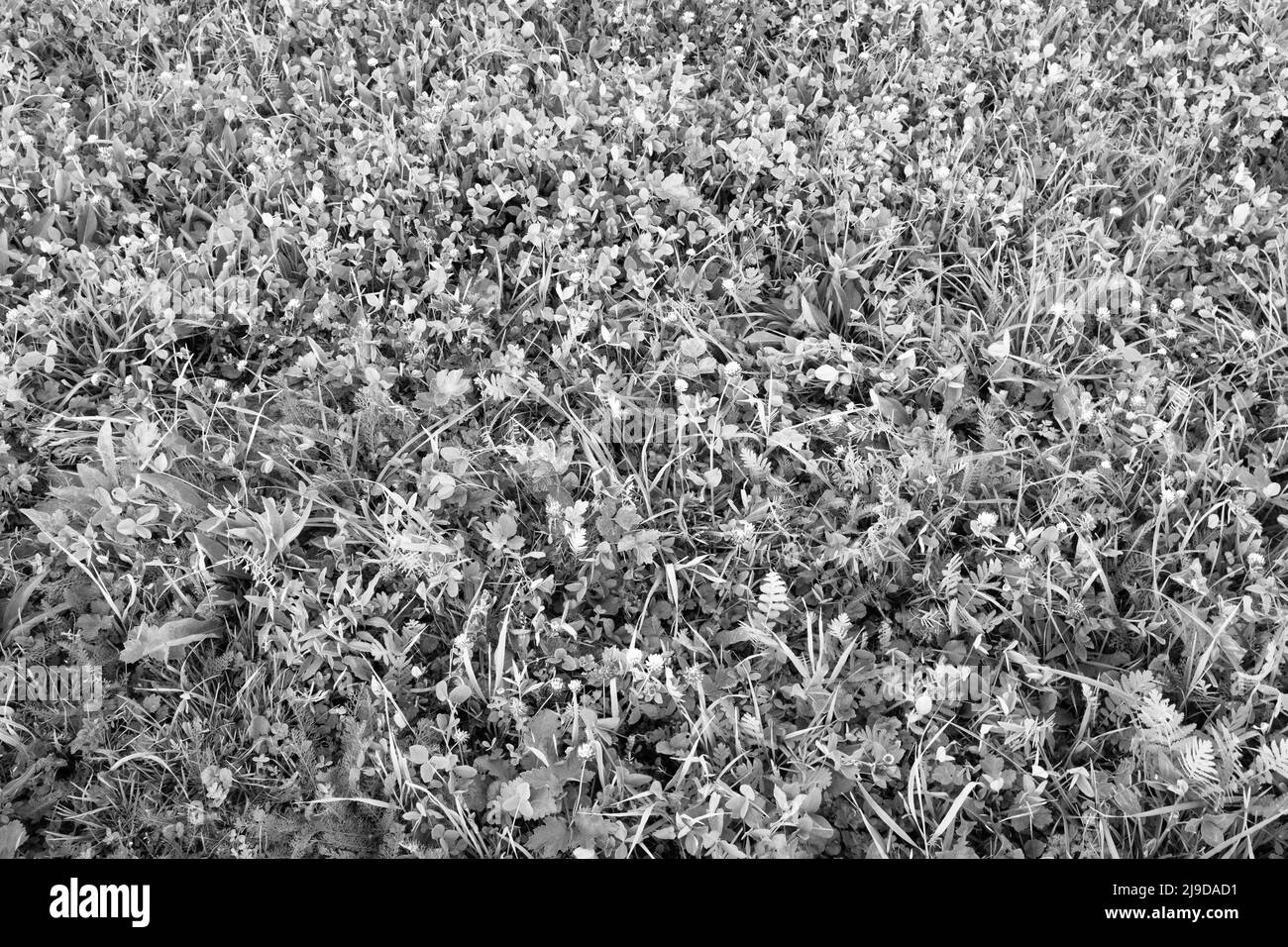 Grass field background, top view. Meadow texture in nature for a poster ...