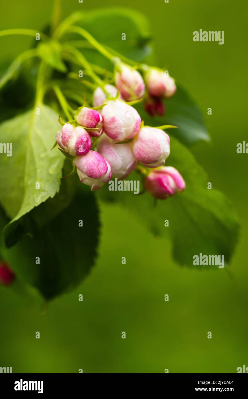 Blooming apple tree in spring after rain Stock Photo - Alamy