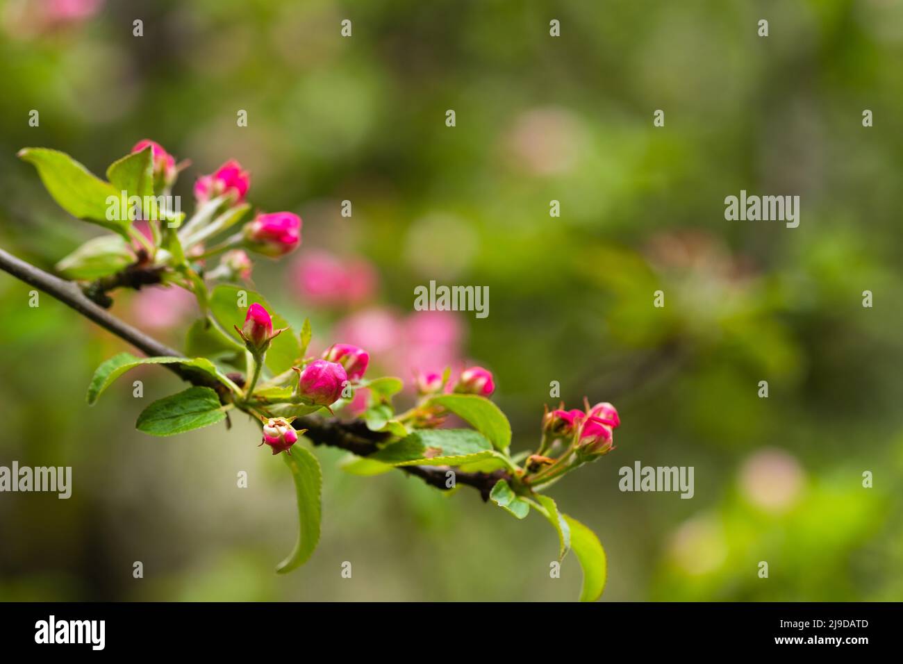 Blooming apple tree in spring after rain Stock Photo - Alamy