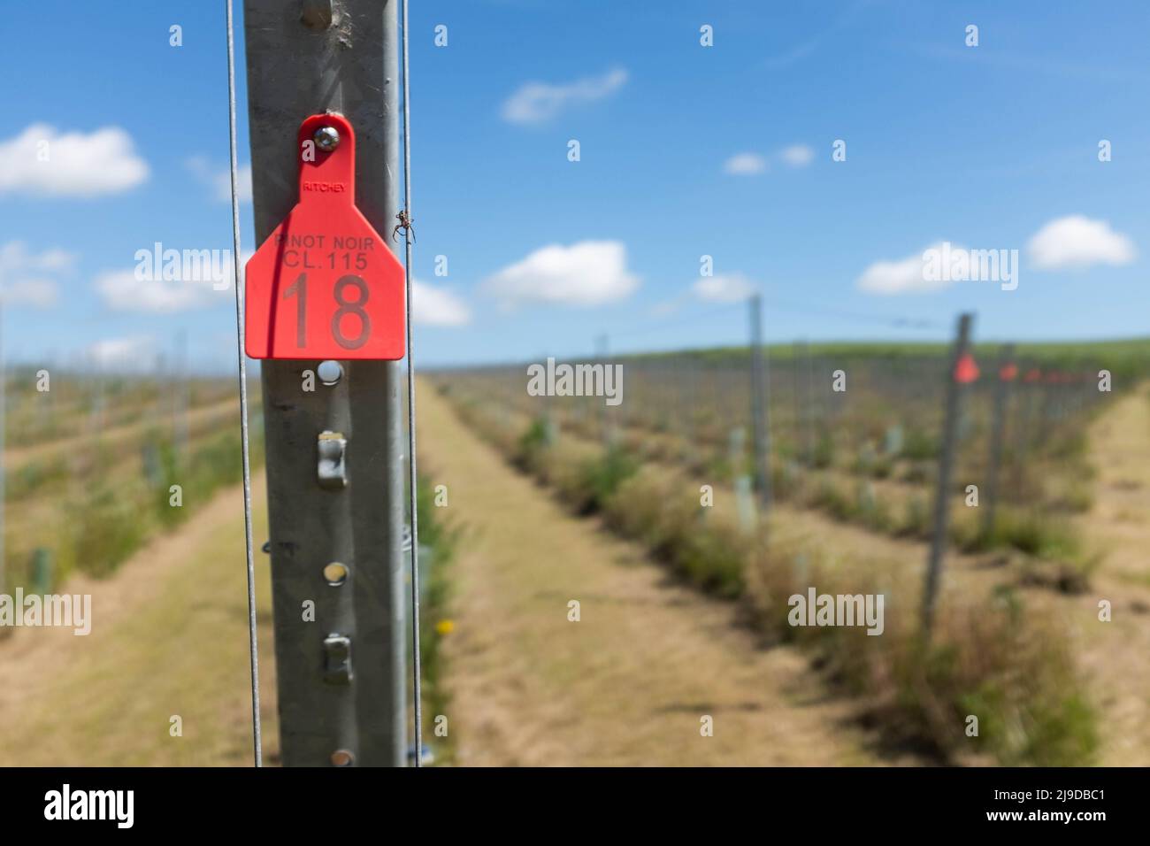 Rathfinny Wine Estate, East Sussex, UK Stock Photo - Alamy