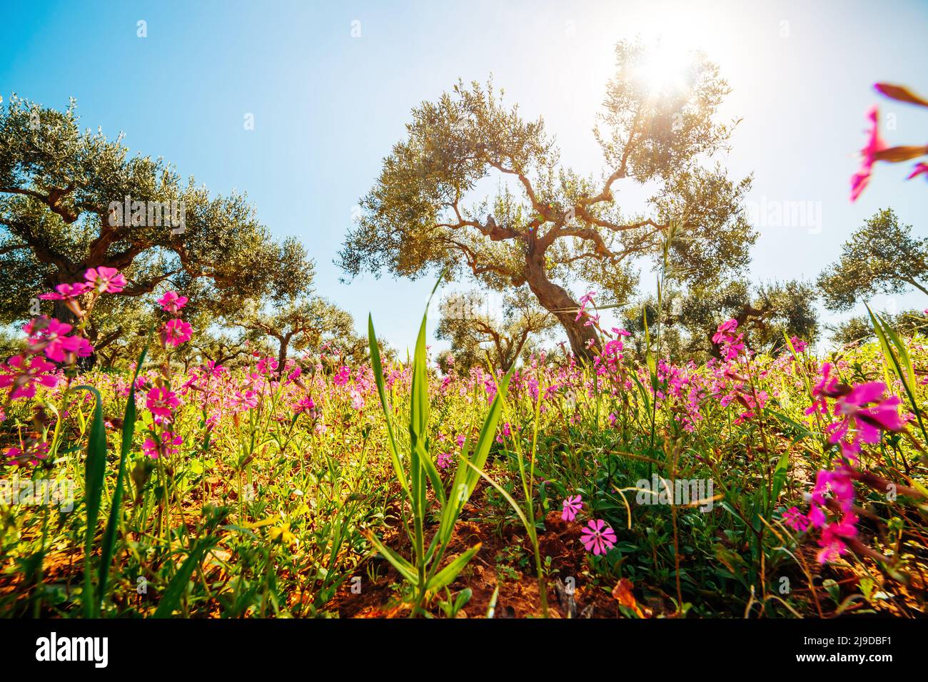 Incredible olive orchard in blossom. Picturesque day and gorgeous scene ...