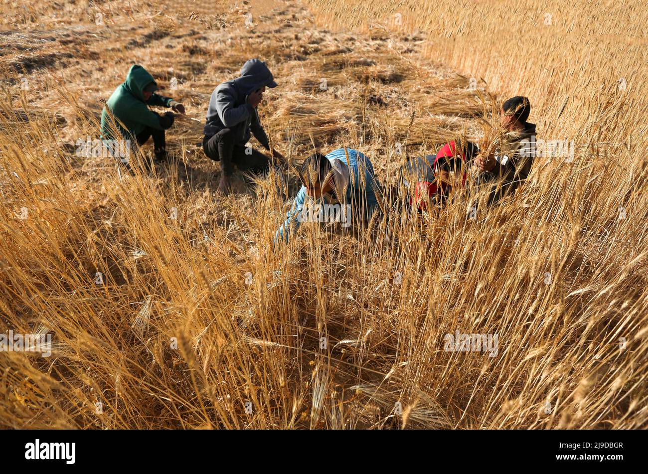 Farmers palestine hi-res stock photography and images - Alamy