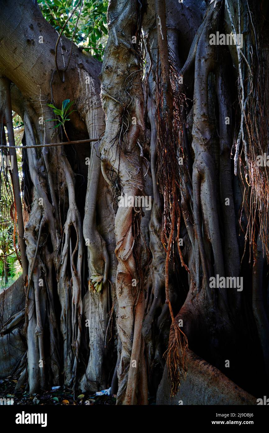 Palermo center, magical tree Stock Photo - Alamy