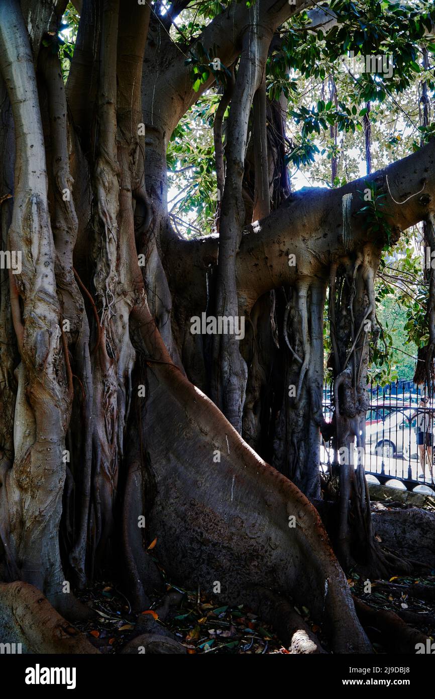 Palermo center, magical tree Stock Photo - Alamy