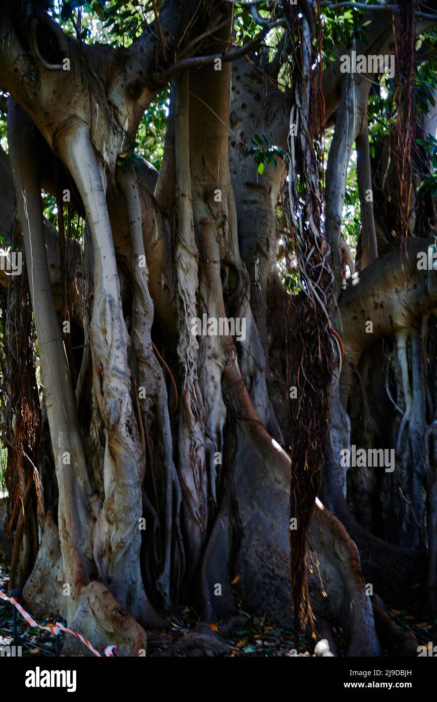 Palermo center, magical tree Stock Photo - Alamy