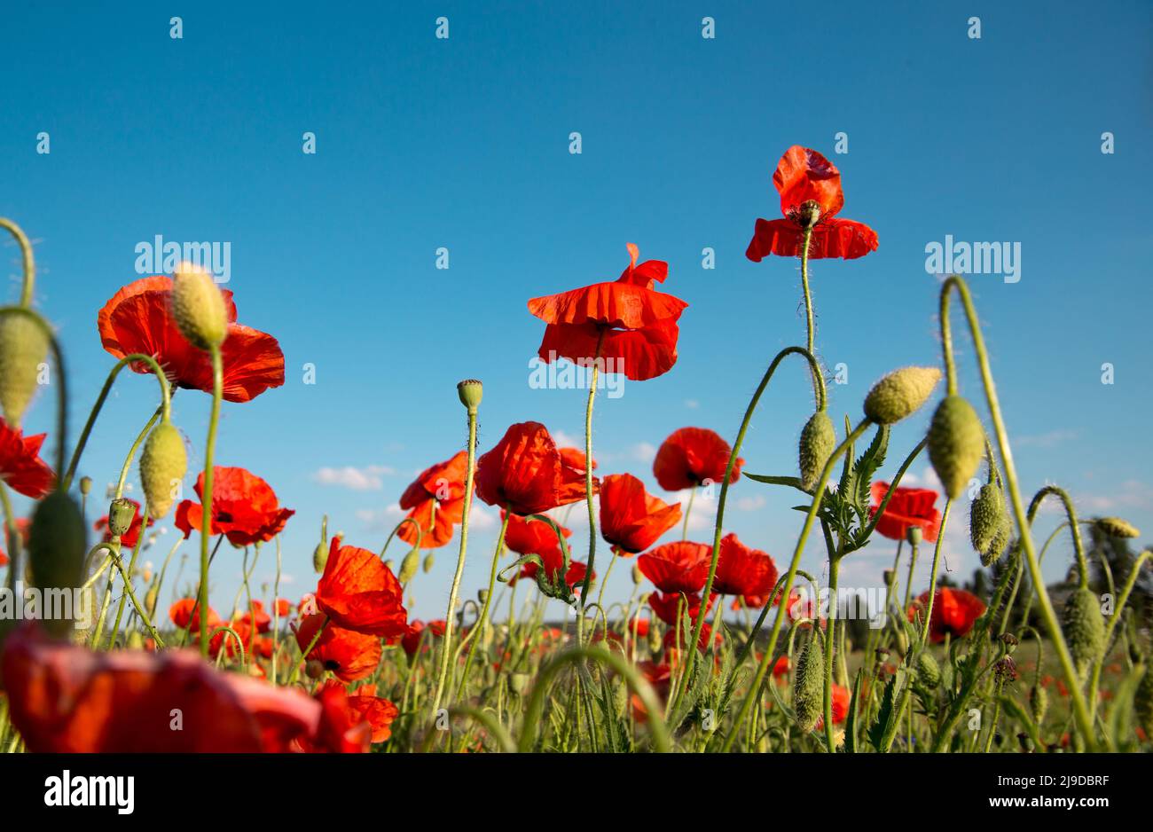 Landscape with blooming red poppies and cornflowers. Red poppy flowers ...