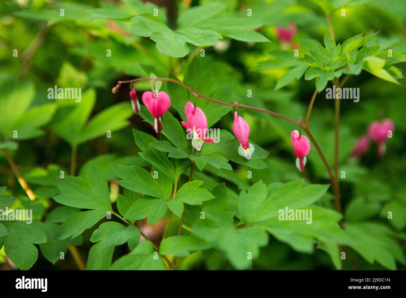 Broken heart plant hi-res stock photography and images - Alamy