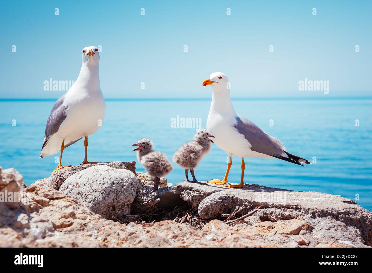 Bird's Nest on the Atlantic ocean. The picturesque scene outdoors ...