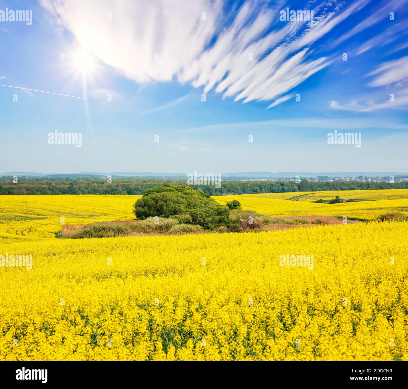 Great canola field in sunlight. Gorgeous day and picturesque scene ...