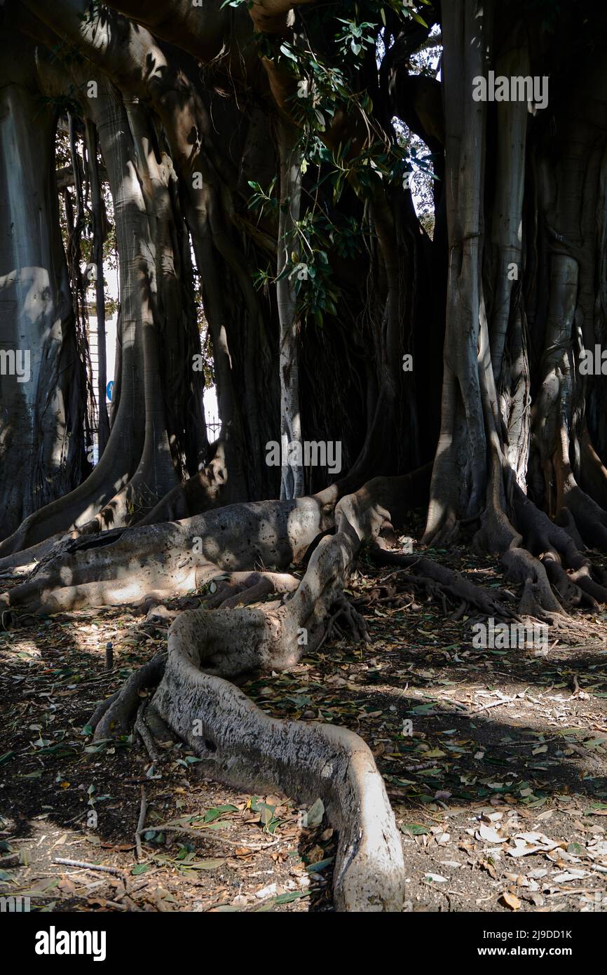 Palermo center, magical tree Stock Photo - Alamy
