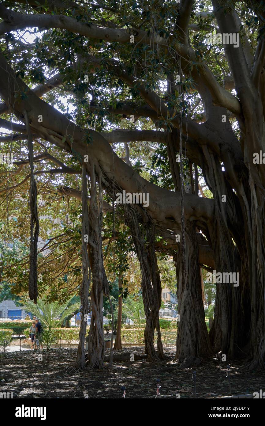Palermo center, magical tree Stock Photo - Alamy