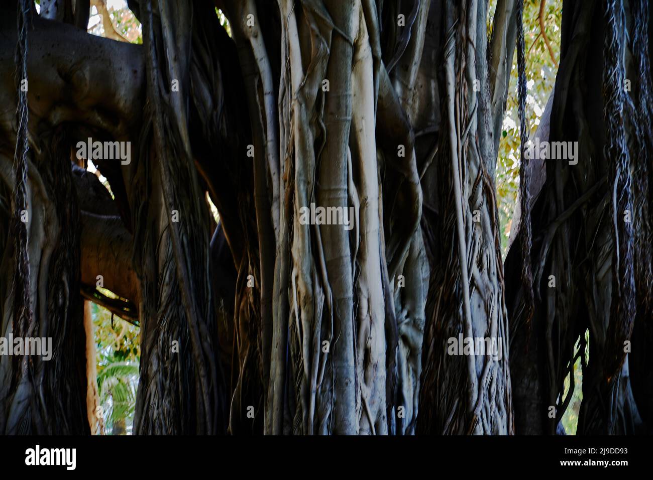 Largest tree hi-res stock photography and images - Alamy