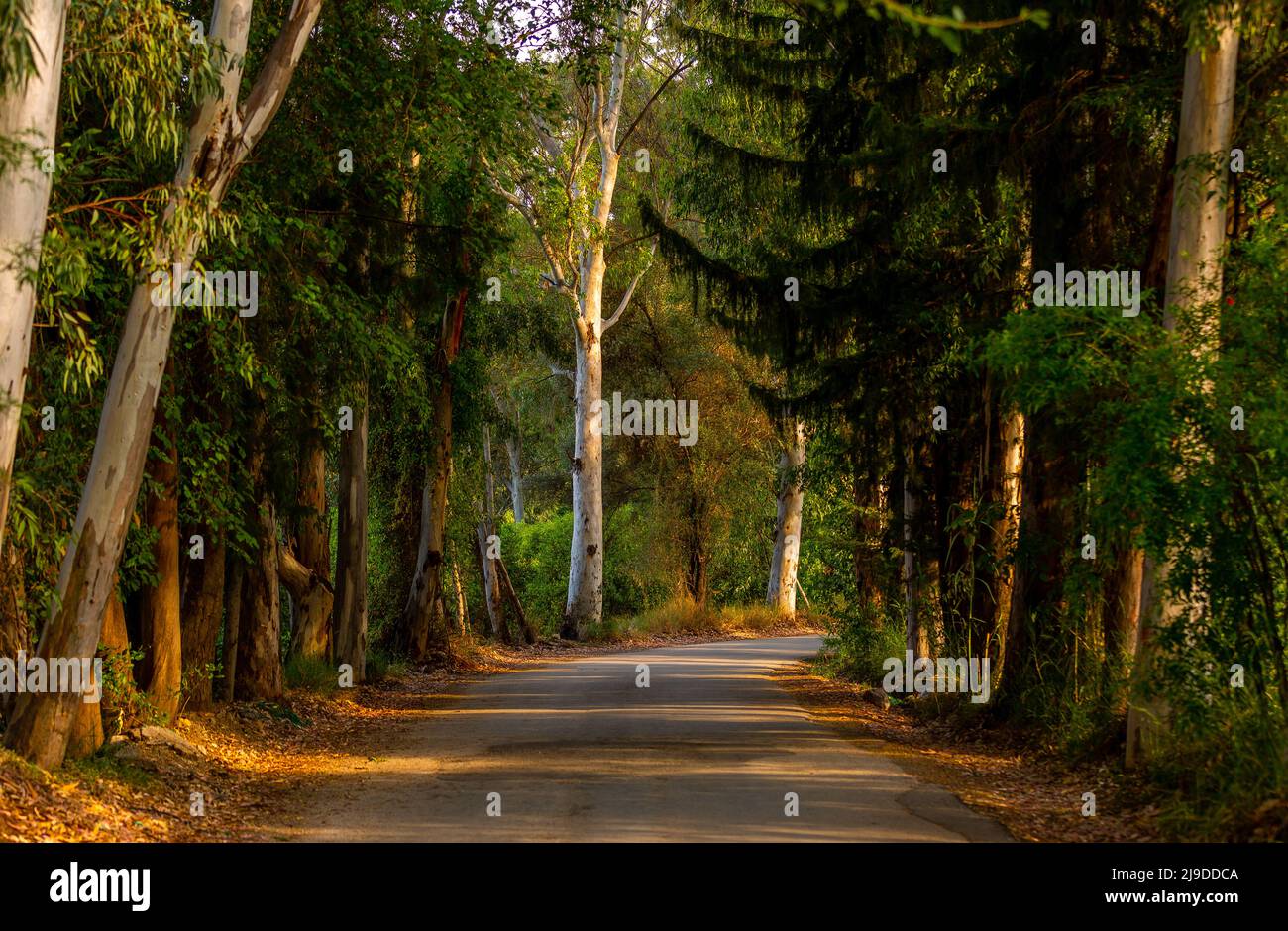 antalya, background, backwoods, beautiful, branch, calm, deep ...