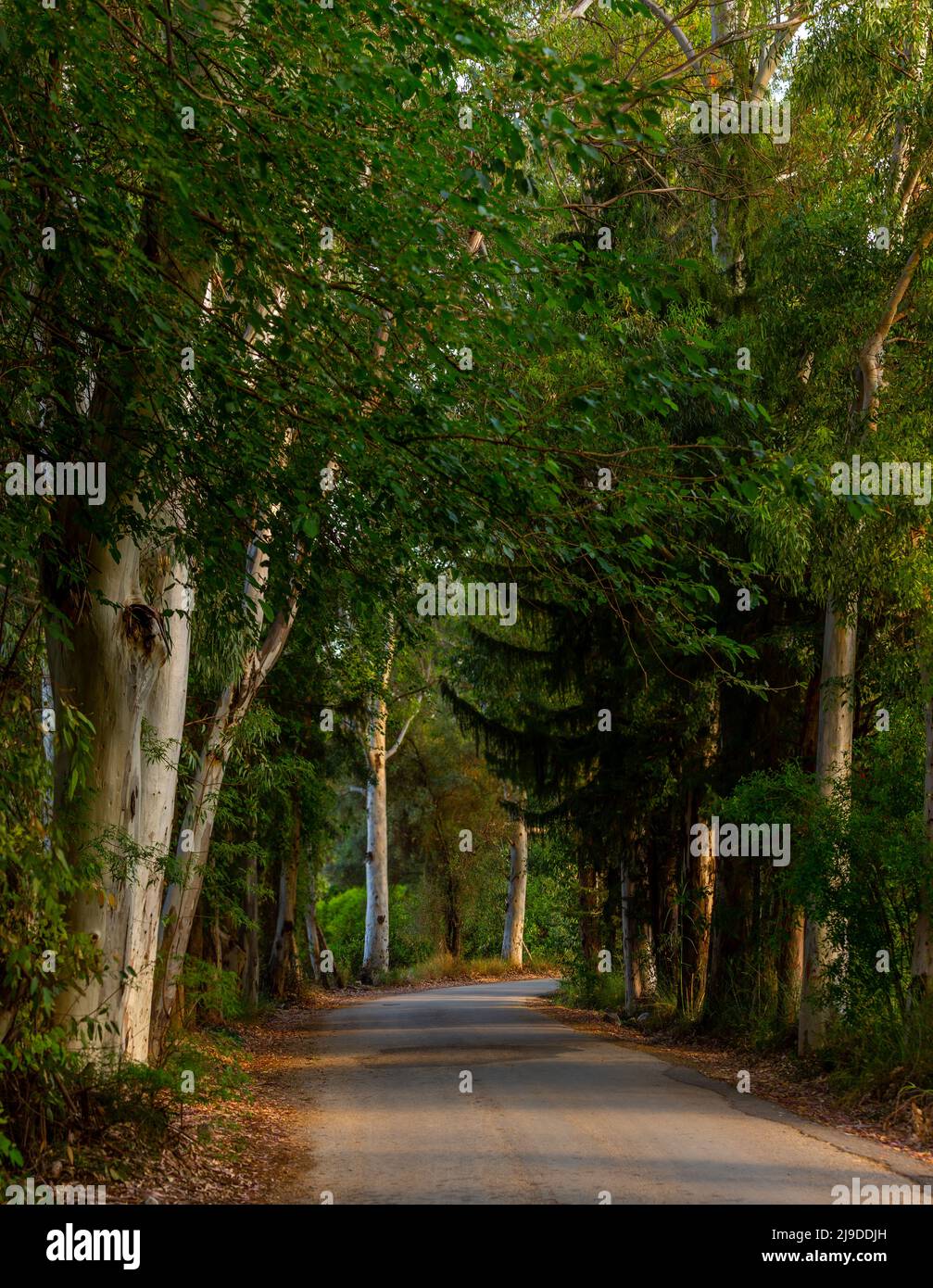 antalya, background, backwoods, beautiful, branch, calm, deep ...