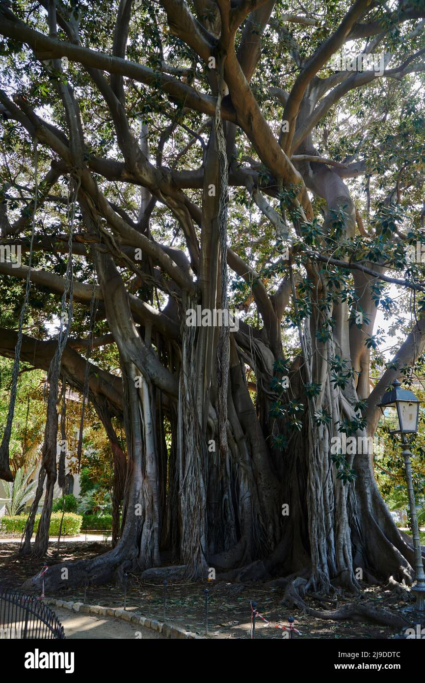 Palermo center, magical tree Stock Photo - Alamy