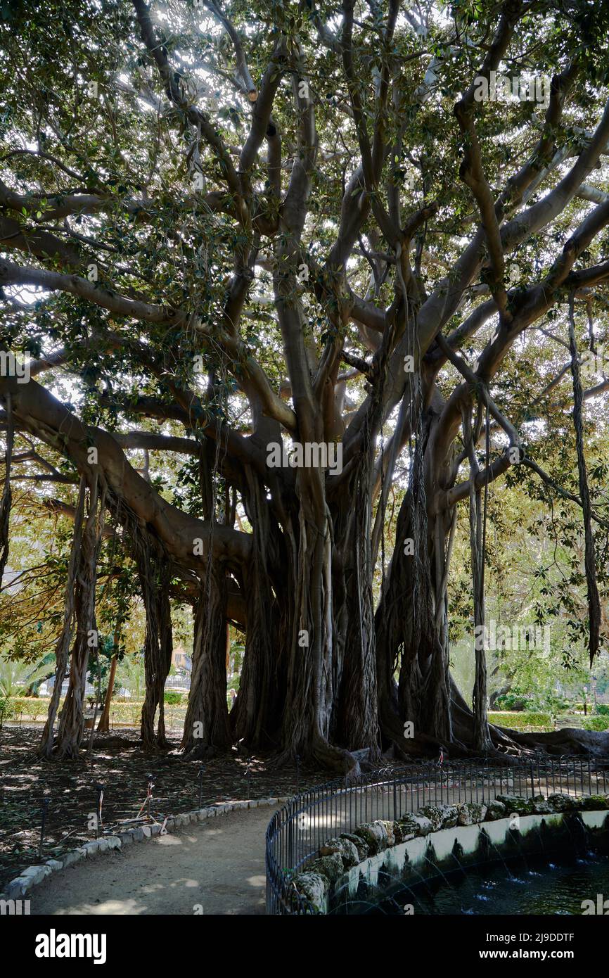 Palermo center, magical tree Stock Photo - Alamy