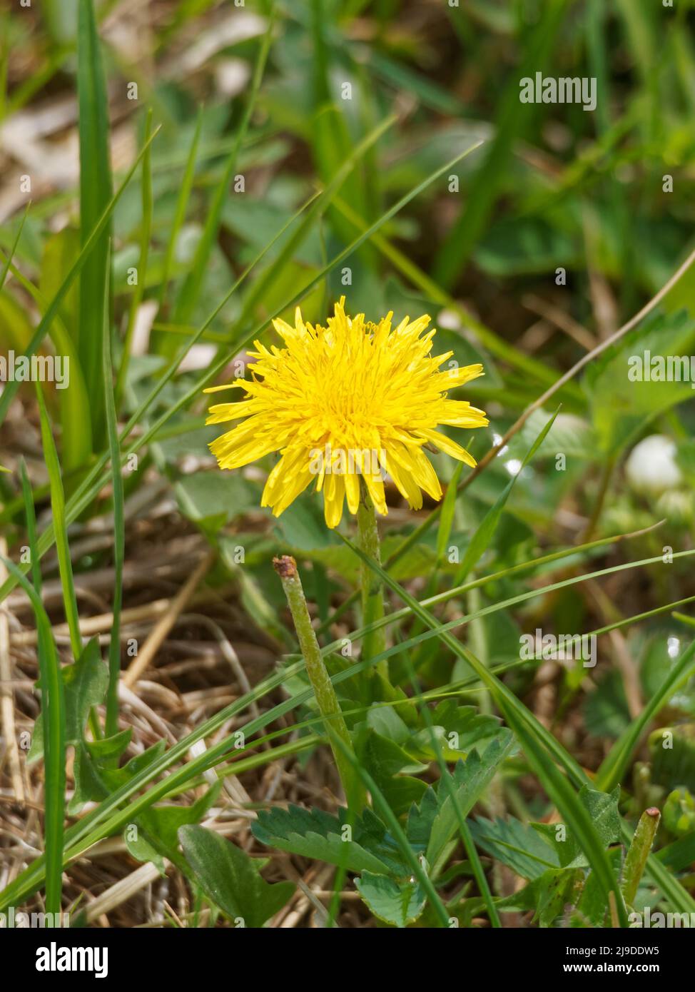 Dandelions growing in a field. Quebec,Canada Stock Photo - Alamy