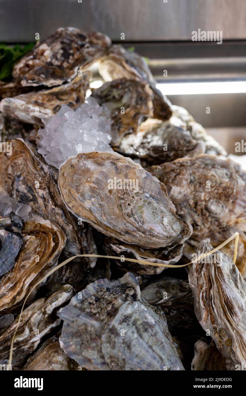 Fresh raw closed oysters seashells for sale on fish market ready to eat ...