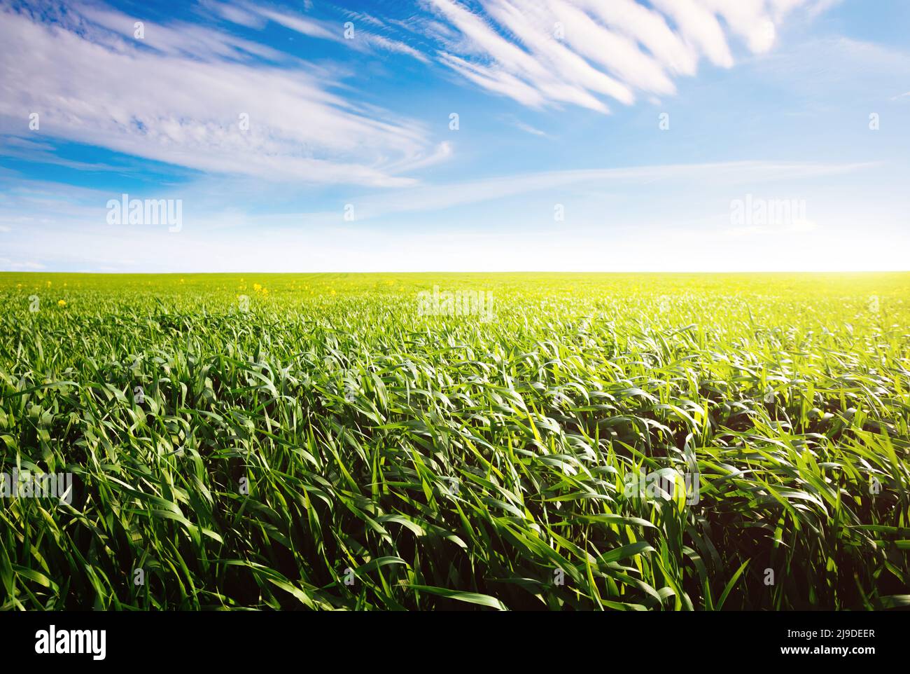 Boundless field hi-res stock photography and images - Alamy