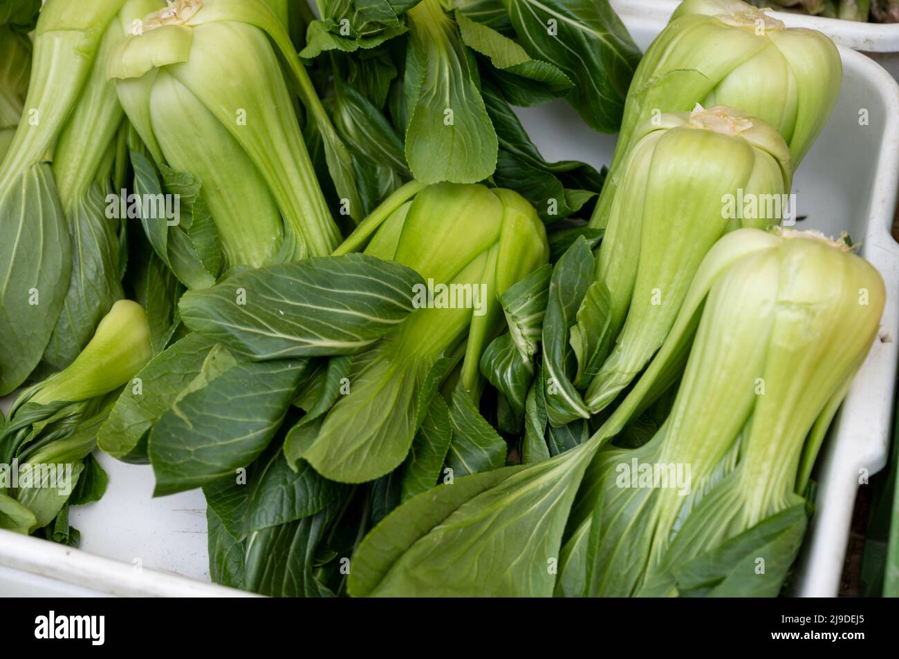 Fresh green chinese cabbage pak choi for sale on market close up Stock ...