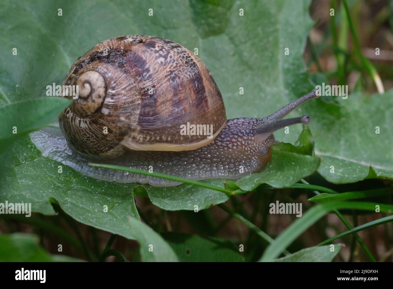 Large garden snails hi-res stock photography and images - Alamy