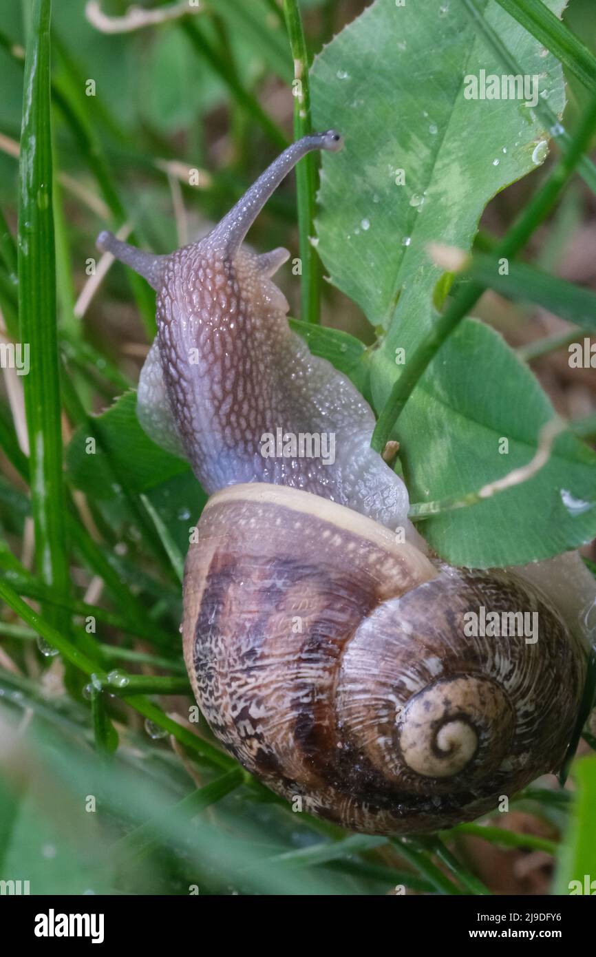 Large garden snails hi-res stock photography and images - Alamy